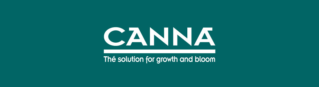 Canna